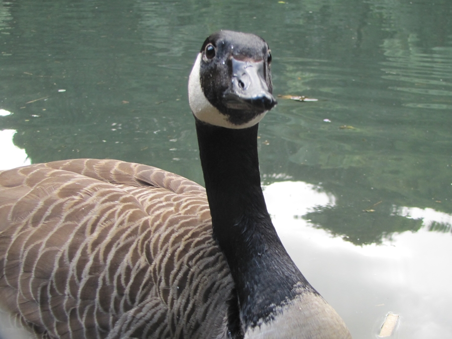 photographing New Zealand: goose at Naumai Park, Hawera
