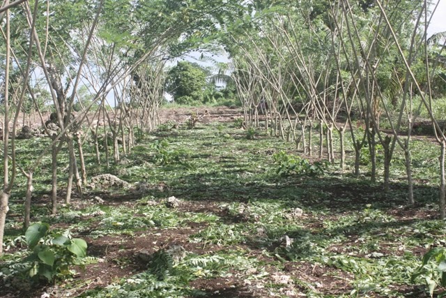 Climate Change Impacts Agriculture in Vanuatu: Climate Change and ...