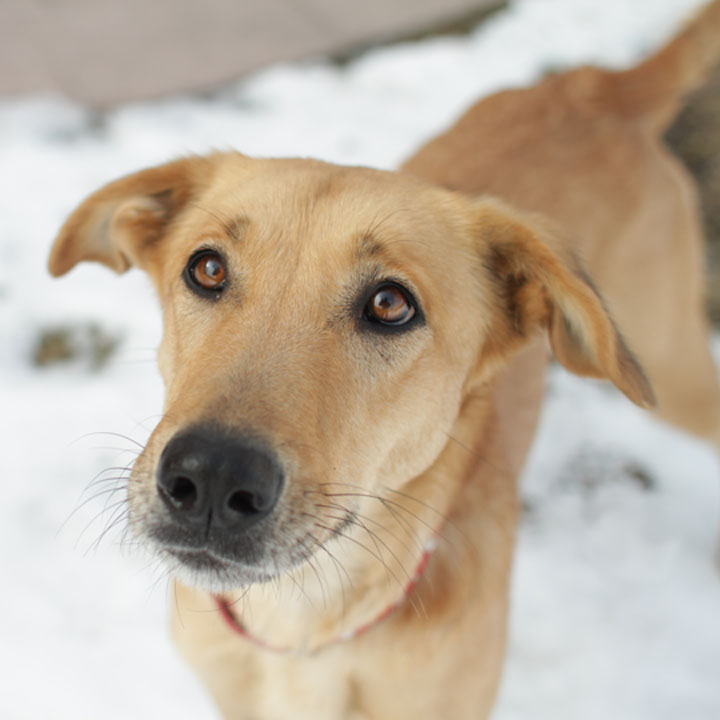 Reba - Labrador Retriever mix