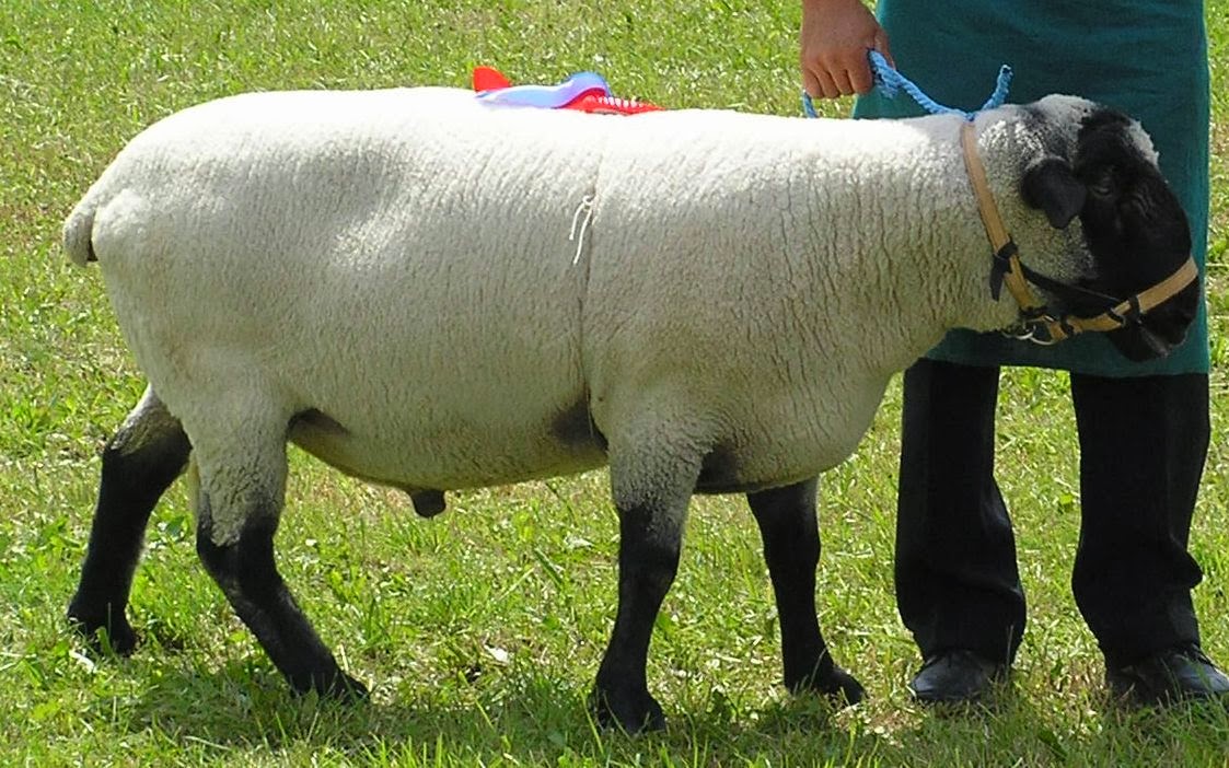 Owce są bee | Rokiowca