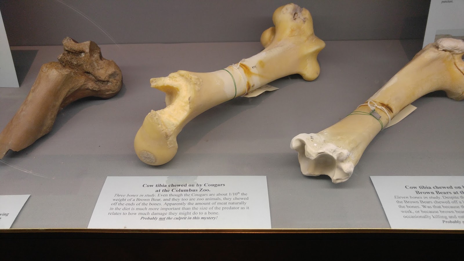 Travels of a Hobgoblin Taphophile: Fossil Stag Moose - Ohio History Center