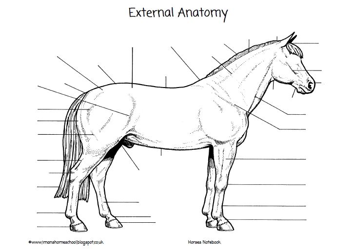 Iman's Home-School: Horses Notebook & Activity Pack