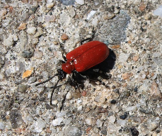 Reflections from Crumbly Acres: It's lily bug season!