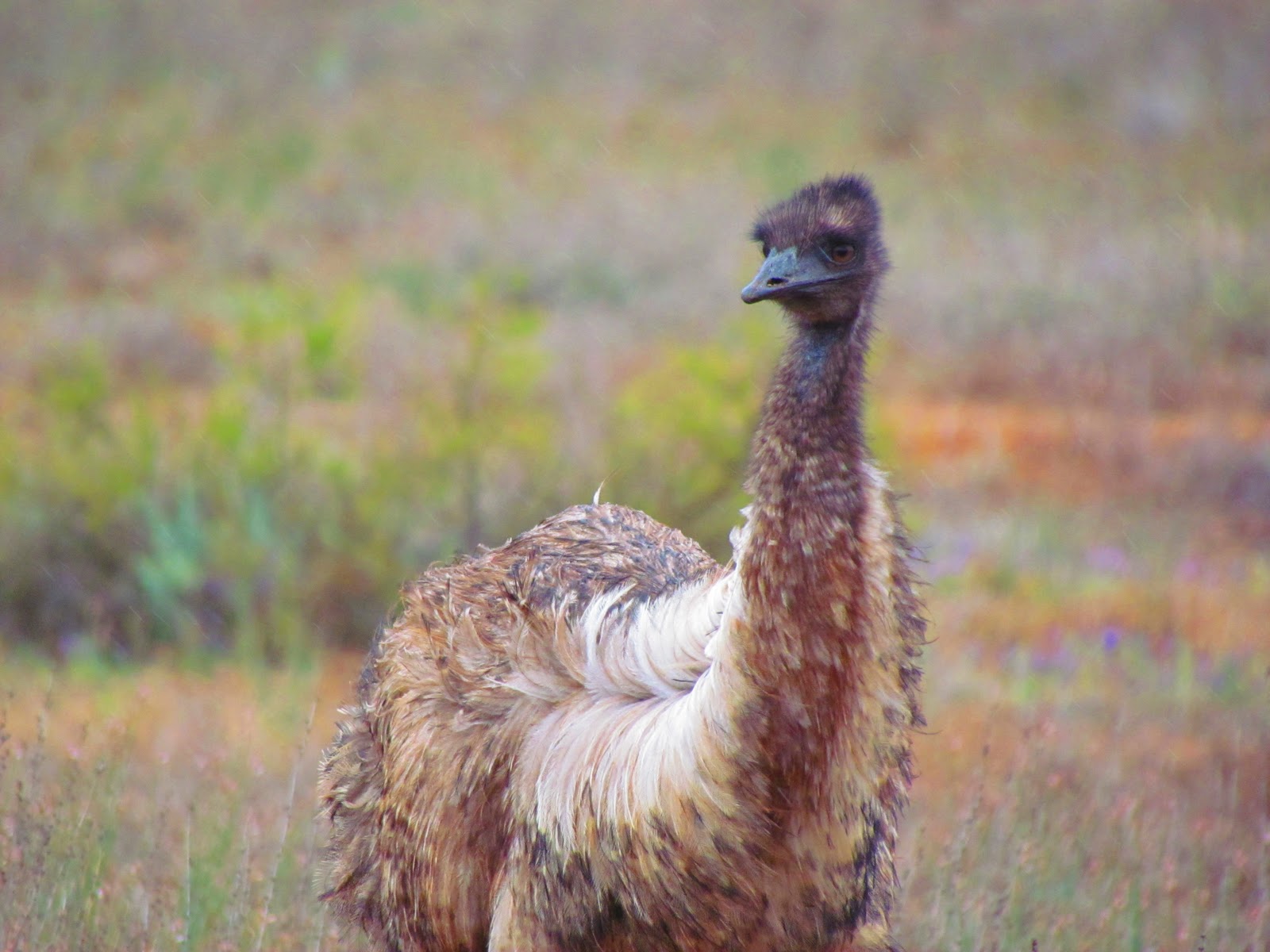Travels with Kylie: Animals of the Outback