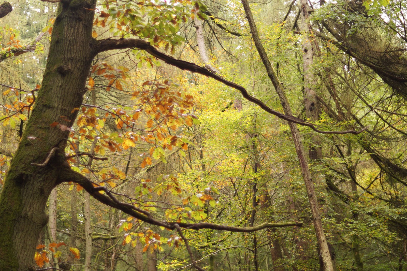 Dodd wood, the route to the summit - Sophie in the Sticks
