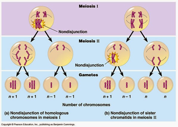 IB Lifeline : 4.2 Meiosis