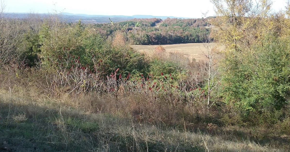 Sand Plum is Chickasaw Plum, Sand Hill Plum, Mountain Cherry, Prunus ...