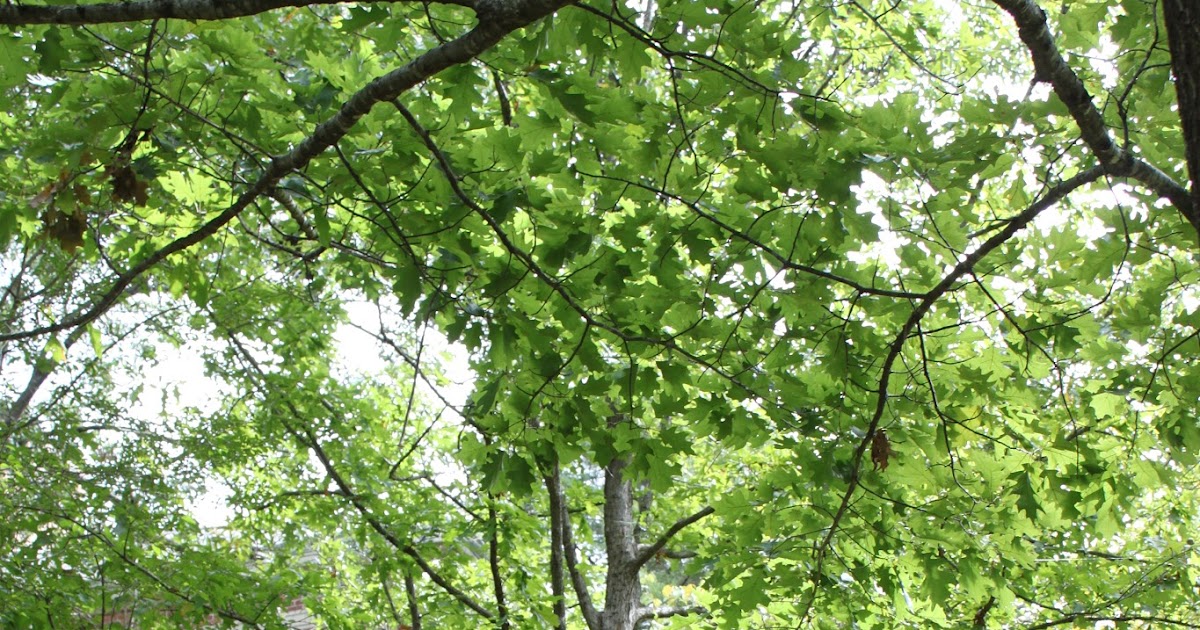 Centenary College Arboretum: Tree of the week: Overcup Oak (Quercus lyrata)