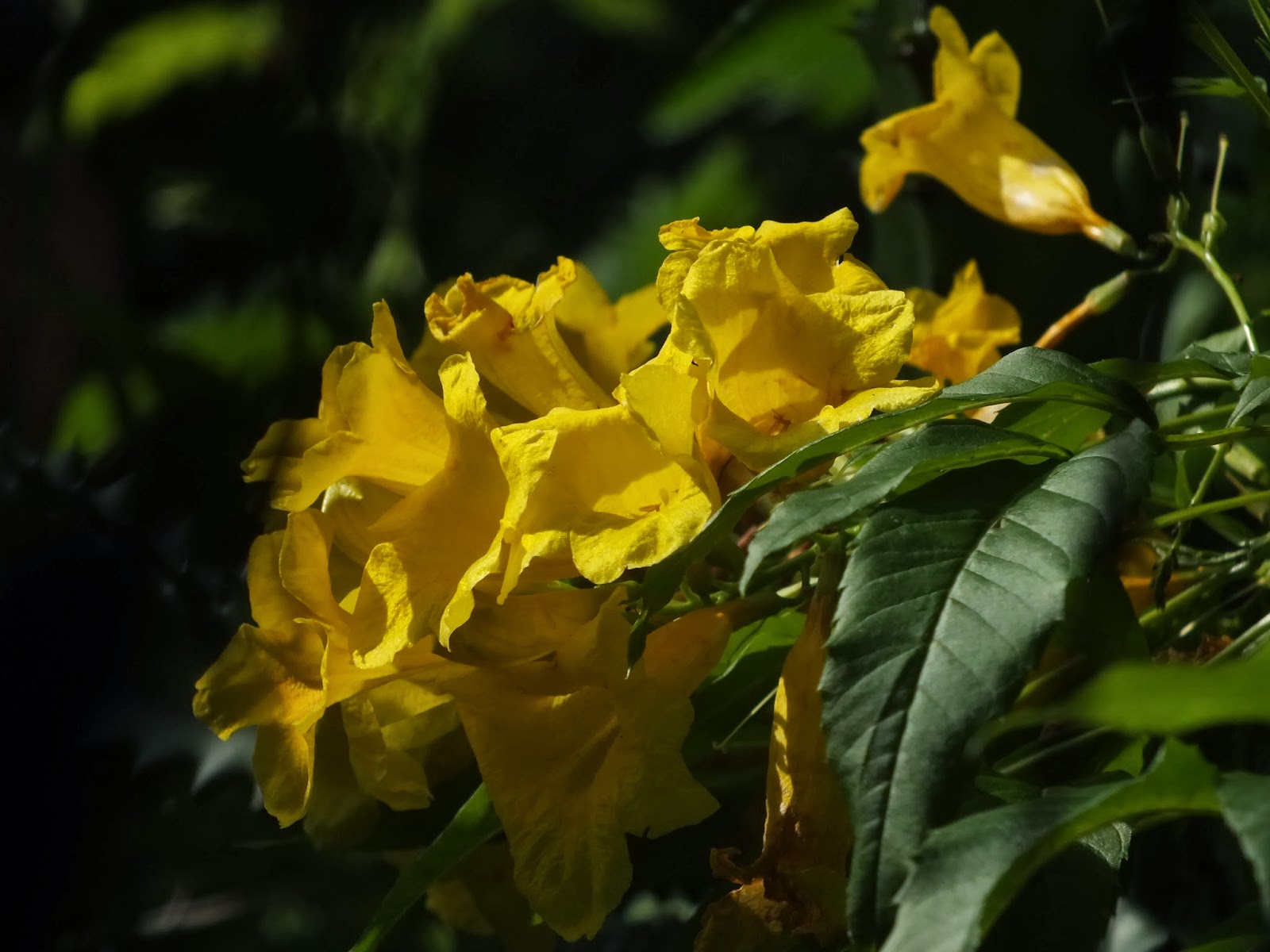 Photography with Dr. Ernie.: Yellow Bignonia, Tecoma stans
