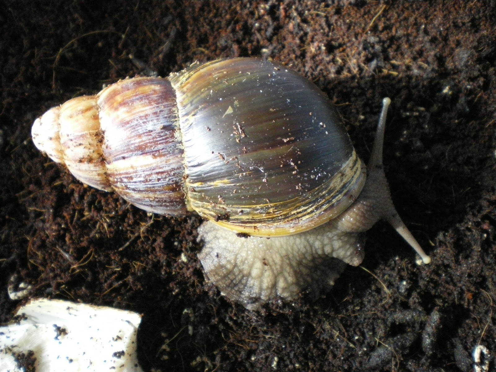 Factors to Consider When Choosing A Snail Farming Site - Snail Farming