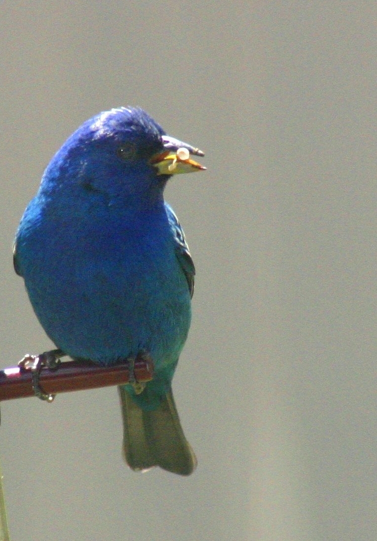 Nature's Images: A favorite of mine--BIRDS