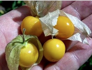 TANAMAN OBAT REMPAH INDONESIA: MANFAAT AJAIB BUAH CIPLUK UNTUK SEGALA ...