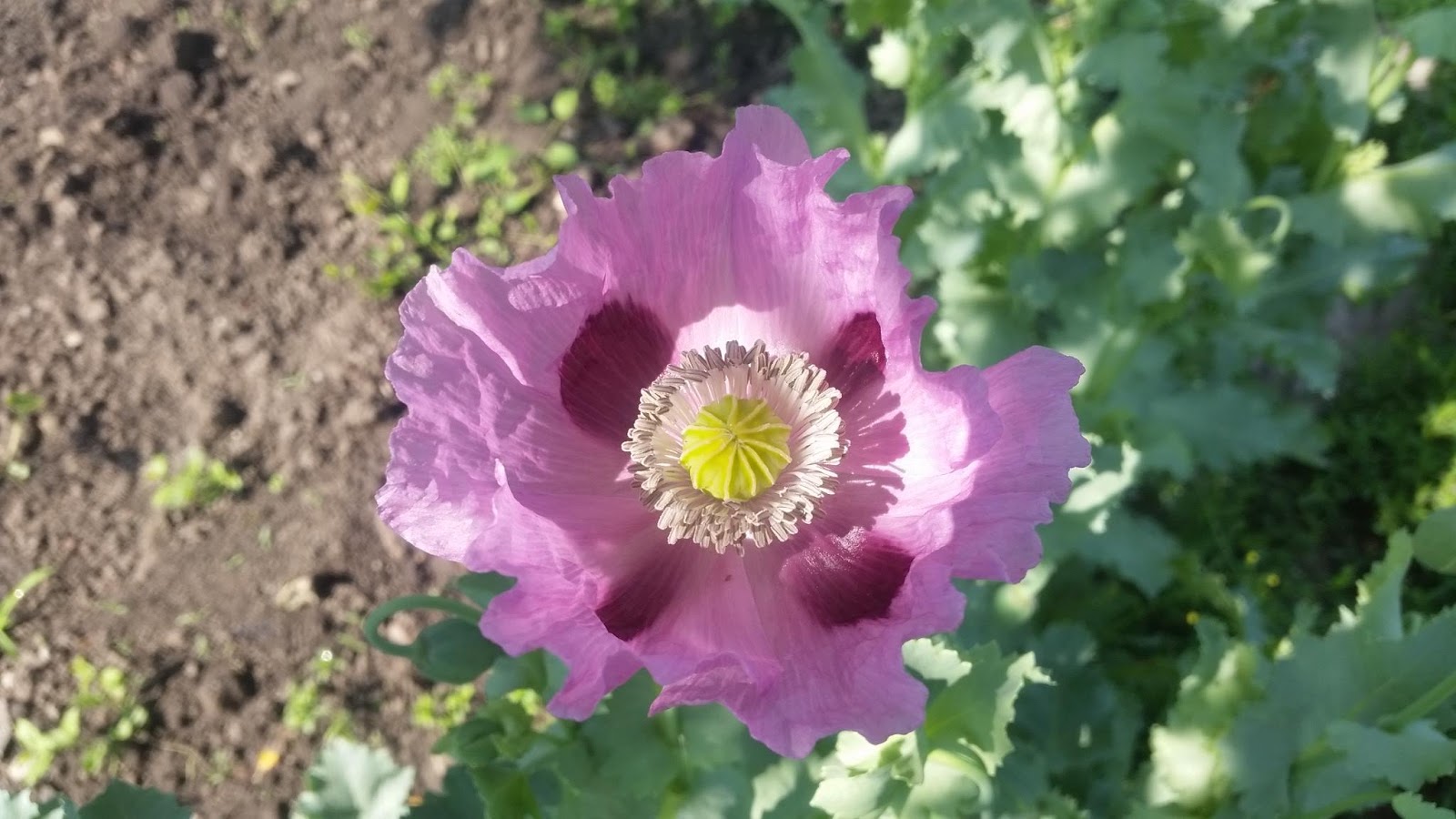 Time to time sau Prajitura cu mere: Macul din gradina