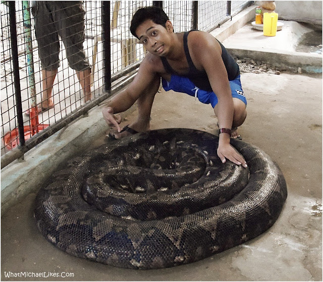 What Michael Likes: Meeting Prony: The World's Largest and Longest Python