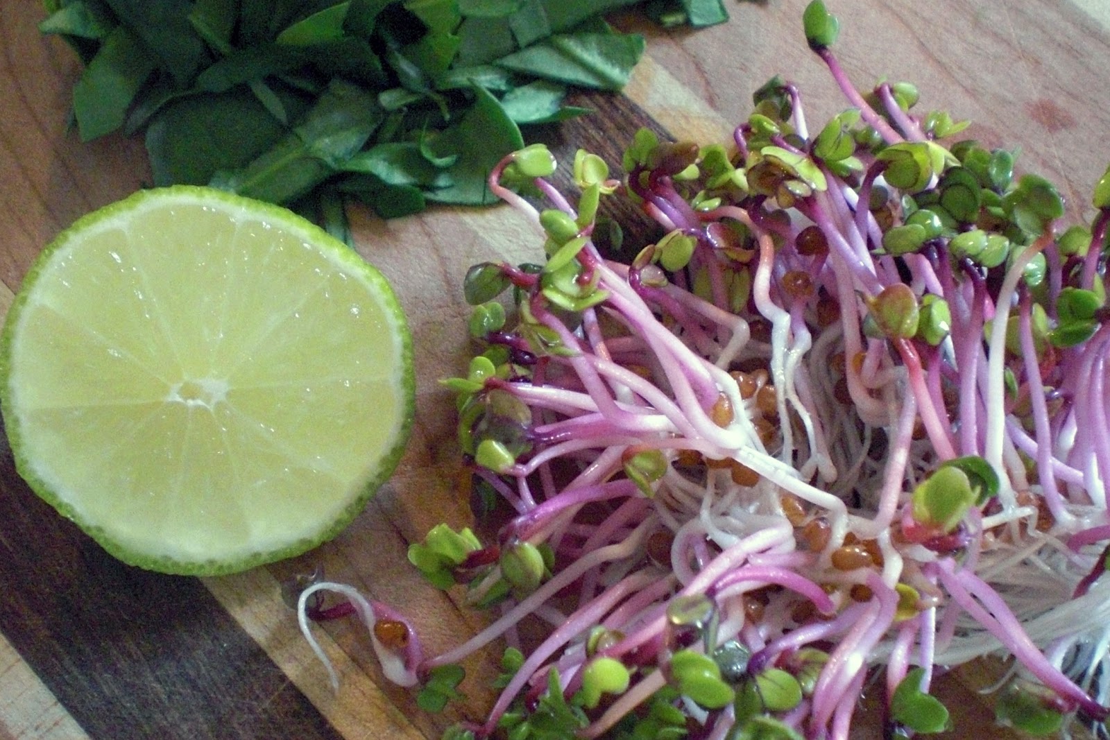 The Violet Fern: What's Growing: Happy Spring, Sprouts