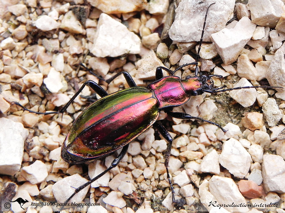 WILDLIFE GATEWAY: Carabe splendide!