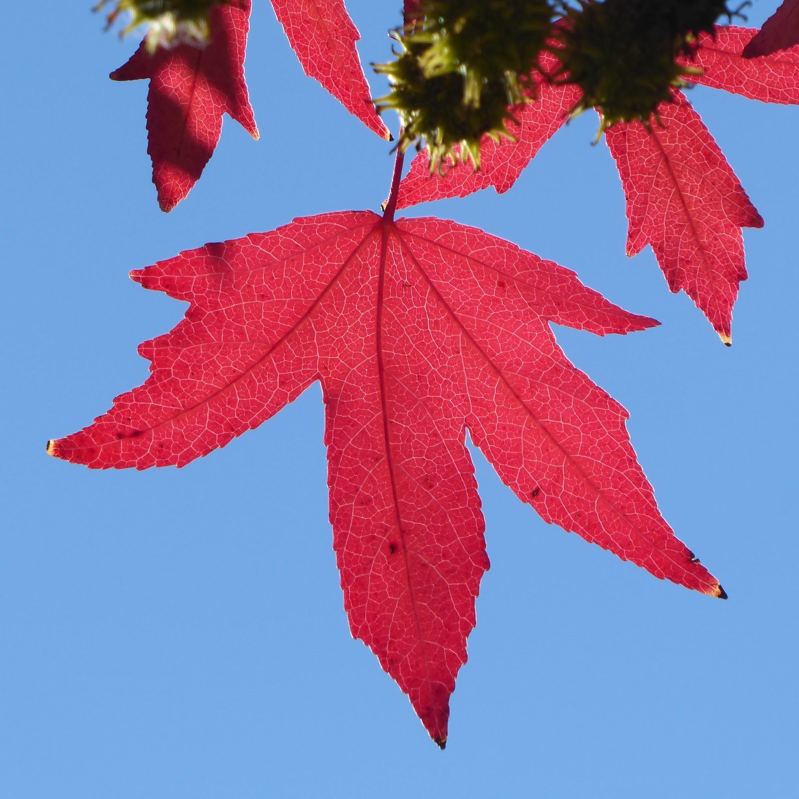 VUELOS DE LA CONCIENCIA: COMOS LAS HOJAS