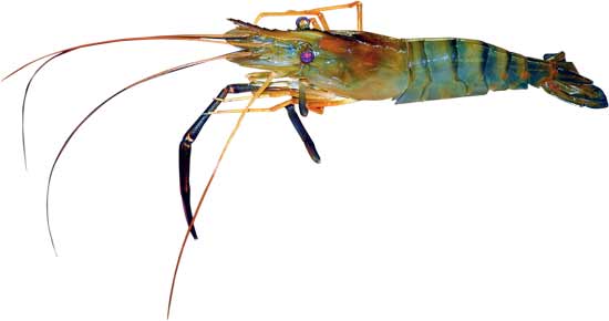 Stress Praktikum: klasifikasi udang galah