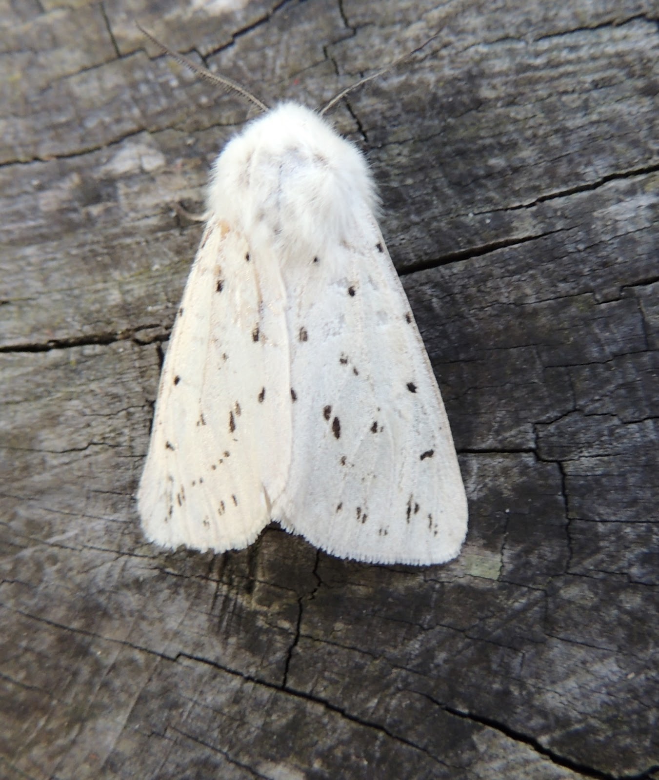 Plovers Blog: 56 species of Moths