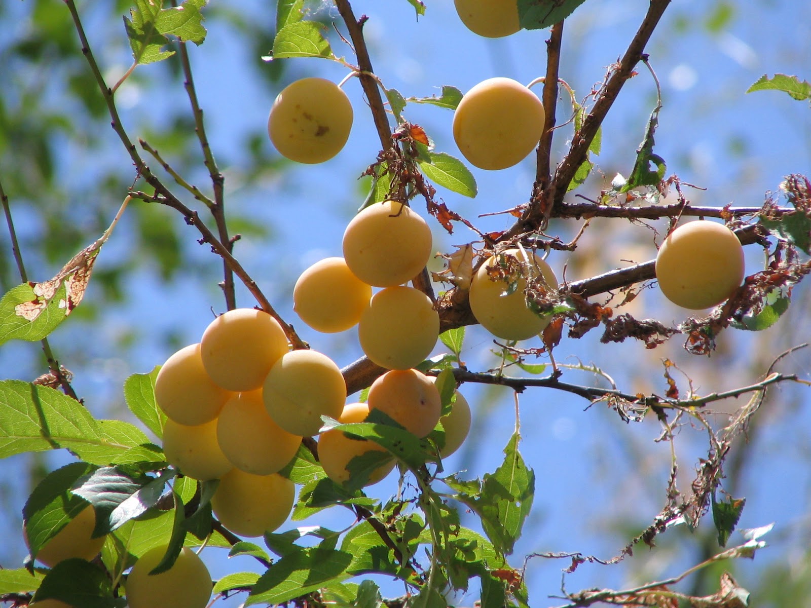 LA MULTI ANI, ROMANIA!: Corcoduse (2)