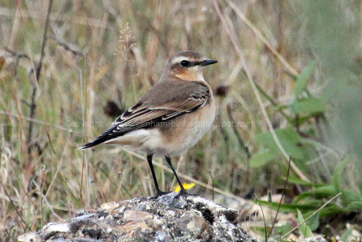 Greenham Birding: Wheatear Sighting