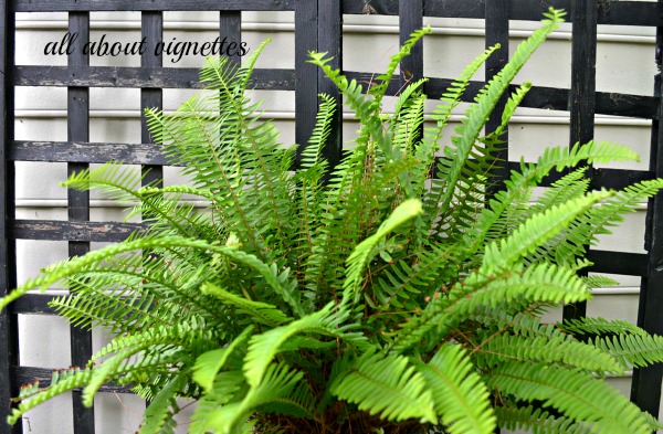 All About Vignettes: It's A Fern Explosion In My Garden