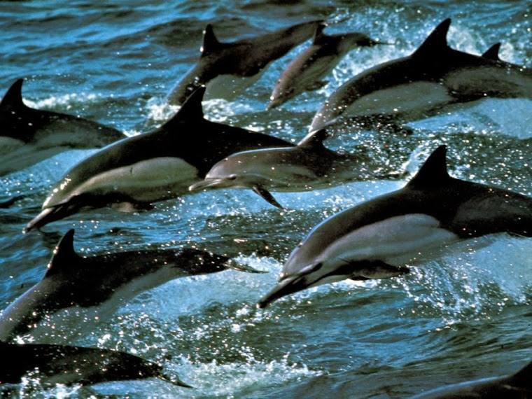 Delfines