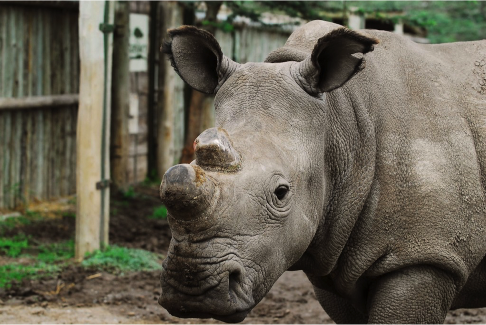 The EEB & Flow: Northern White Rhinoceros – On the Brink of Extinction
