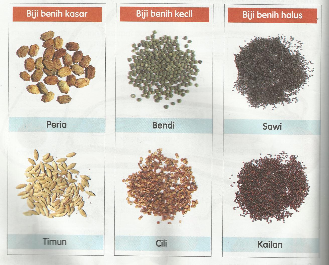 ASAS TANAMAN: 2.0 MEMBIAKKAN TANAMAN 2.2 Menyemai tanaman secara seks ...