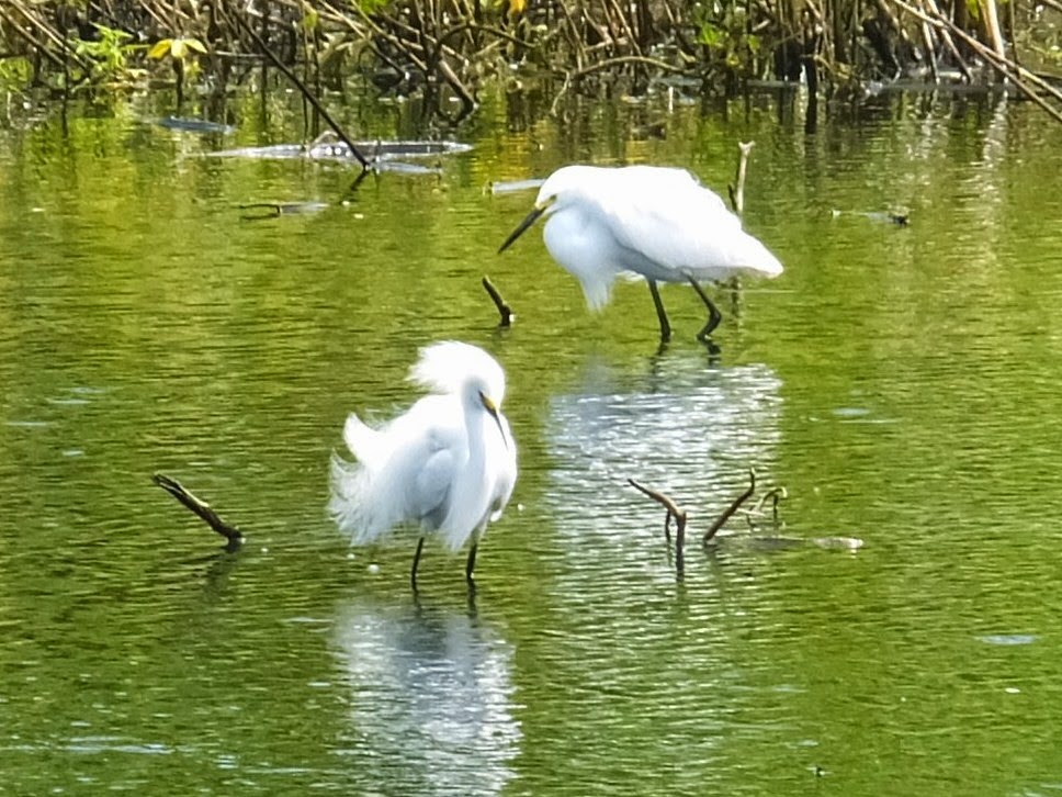 Humanity Squared: Birds of St. Croix
