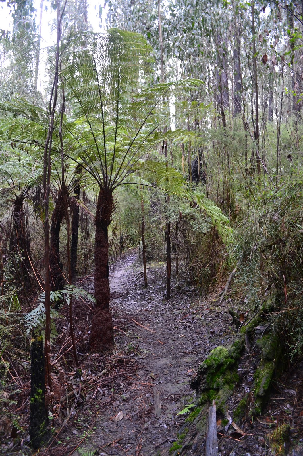 Goin' Feral One Day At A Time: Mt Everard Circuit, Kinglake National ...