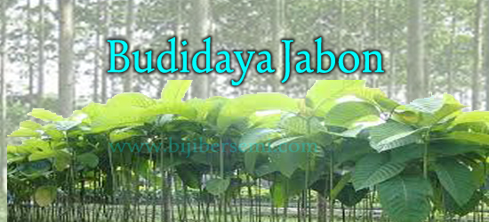 Cara Menanam Pohon Jabon Yang Baik dan Benar - CARA BUDIDAYA