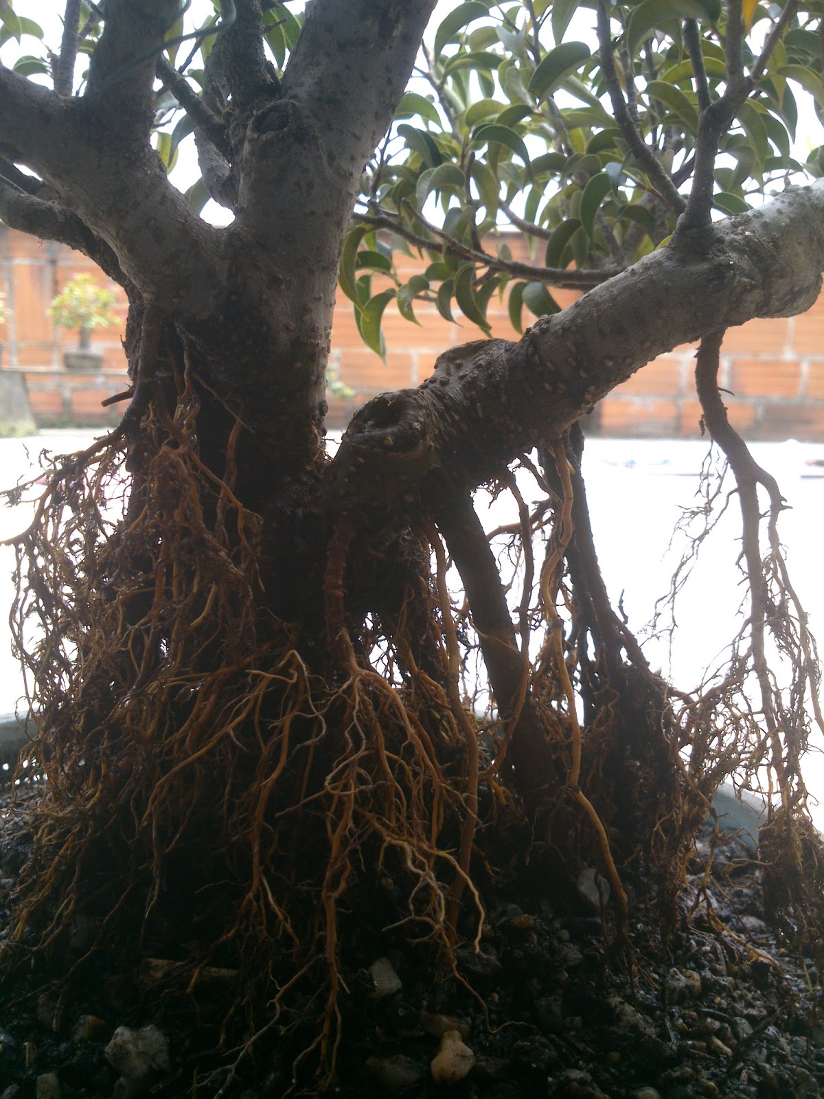 BONSAI COLOMBIA: Como obtener raíces aéreas en un ficus.