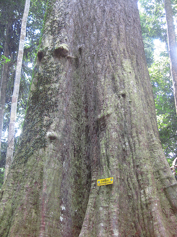 Forest Dweller: A Trip to Cengal Besar Sg. Loh, Hulu Dungun, Terengganu