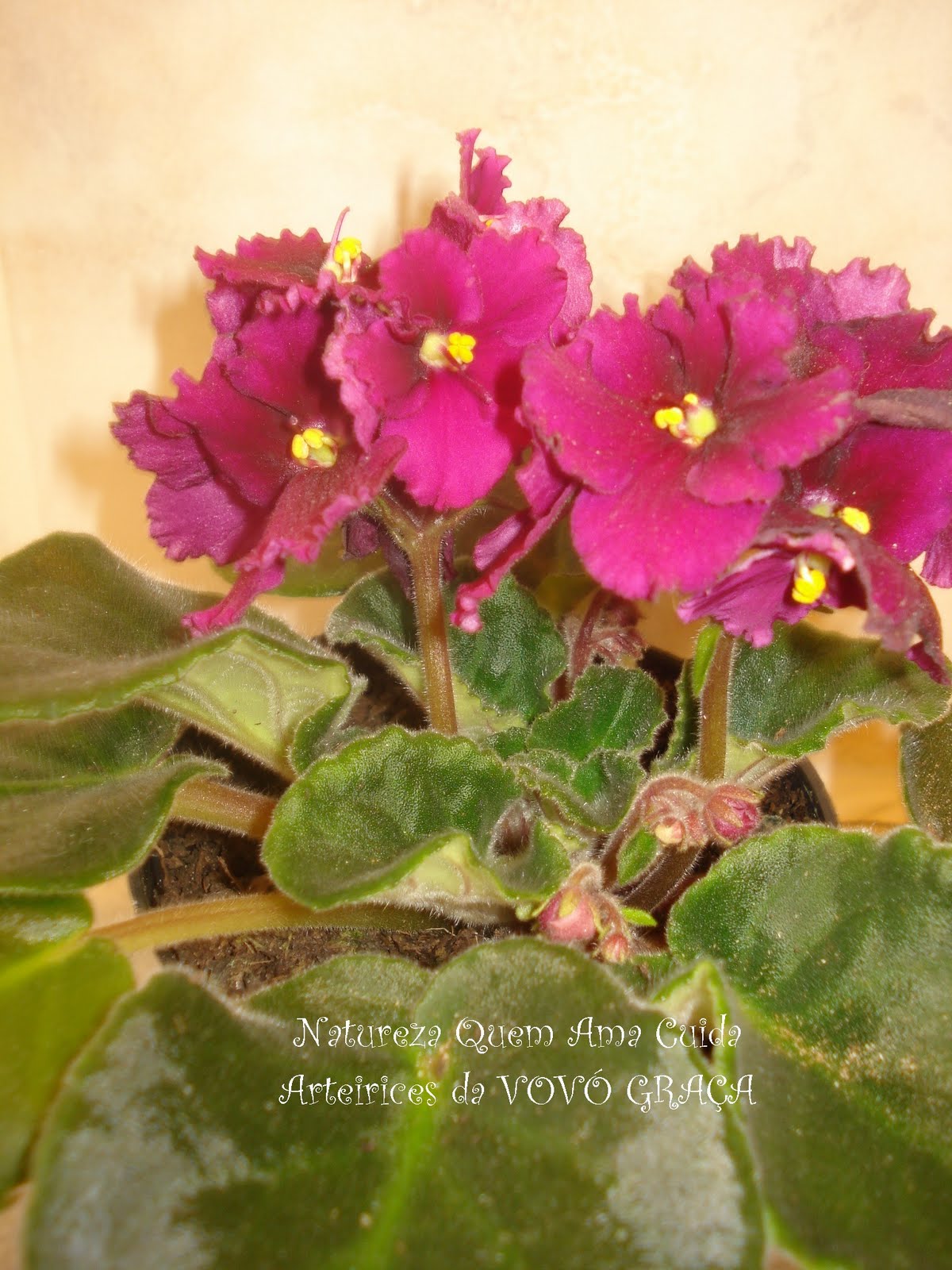 Natureza quem Ama cuida: Série Plantas que Enfeitam 3 - Violetas