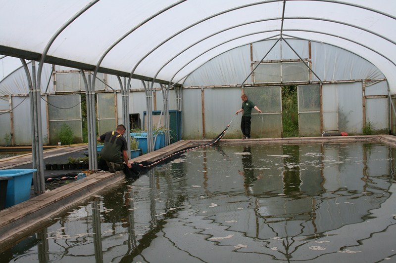 Holmeswood Koi: Fry Cull No2