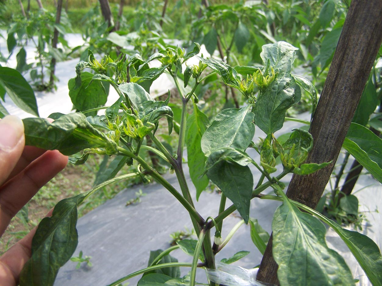 BUDIDAYA PERTANIAN: budidaya cabai merah