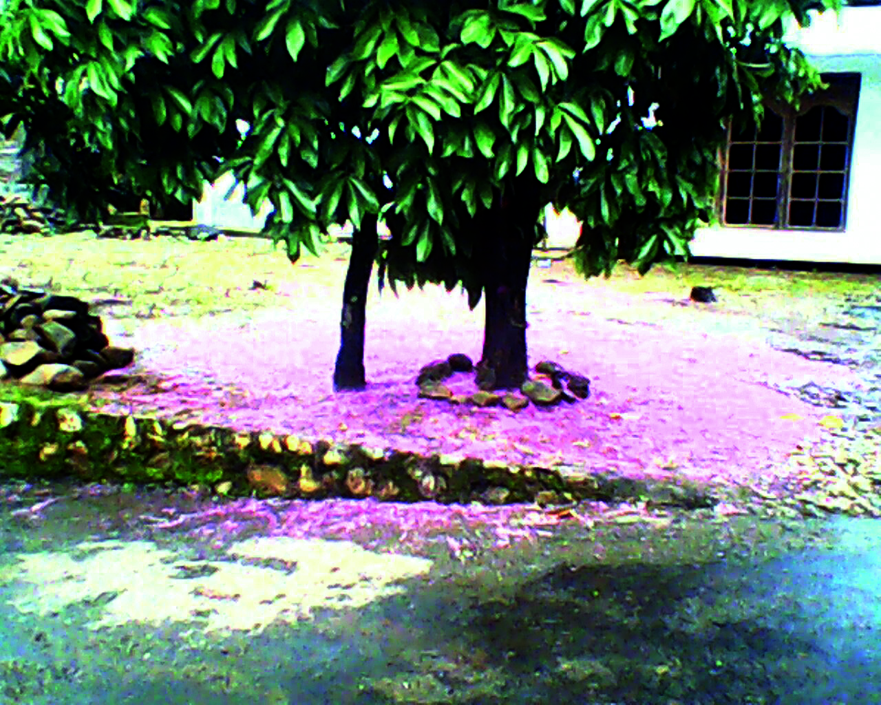 Keindahan Bunga dan Khasiat Jambu Bol | Sekar Kampoeng