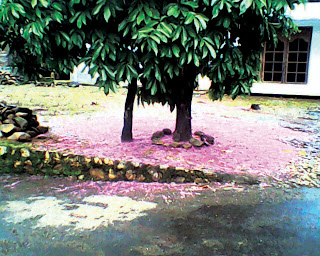 Keindahan Bunga dan Khasiat Jambu Bol | Sekar Kampoeng