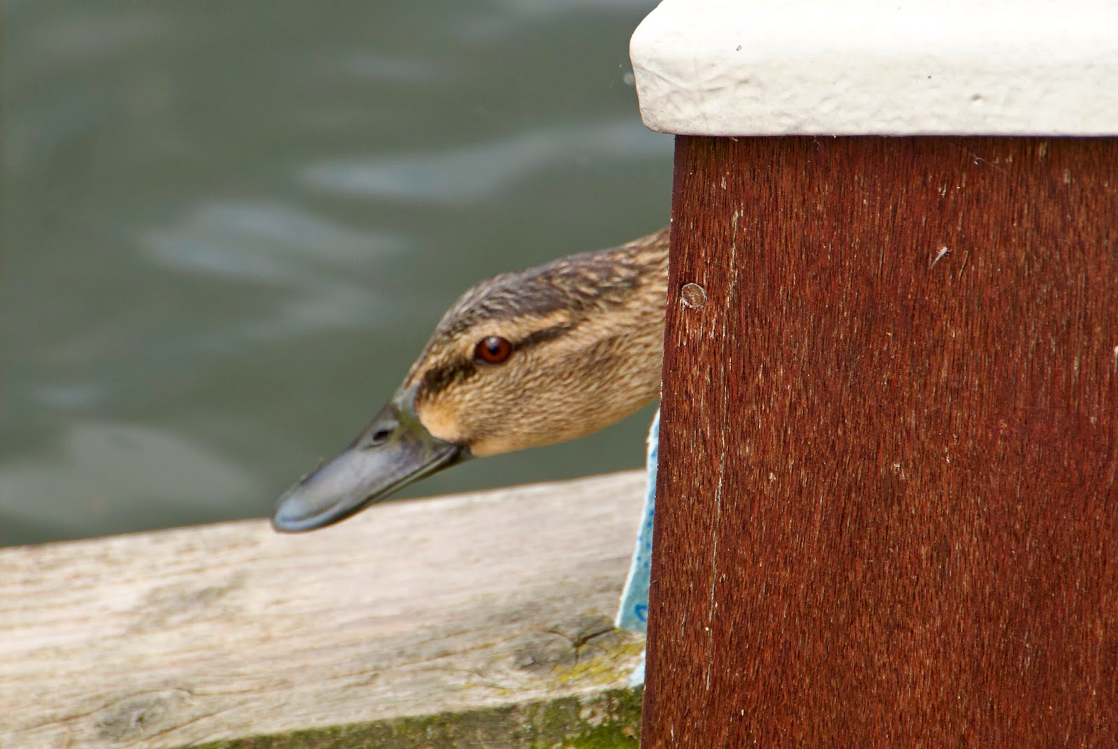 Thames Nature Notes: Another 'homeless' duck!