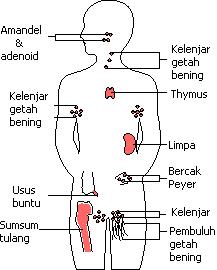 Haris Al Fadilah: Kelenjar Getah Bening