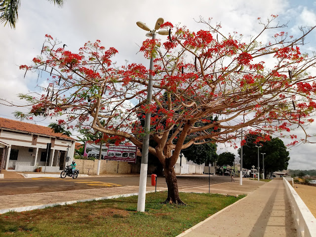 A HISTÓRIA DO FLAMBOYANT