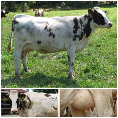 Amazing Grace Dairy: Cows For Sale - November 2013 - SOLD