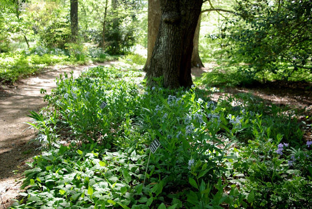 sweetbay: Wildflower Wednesday ~ A Visit to the Coker Arboretum