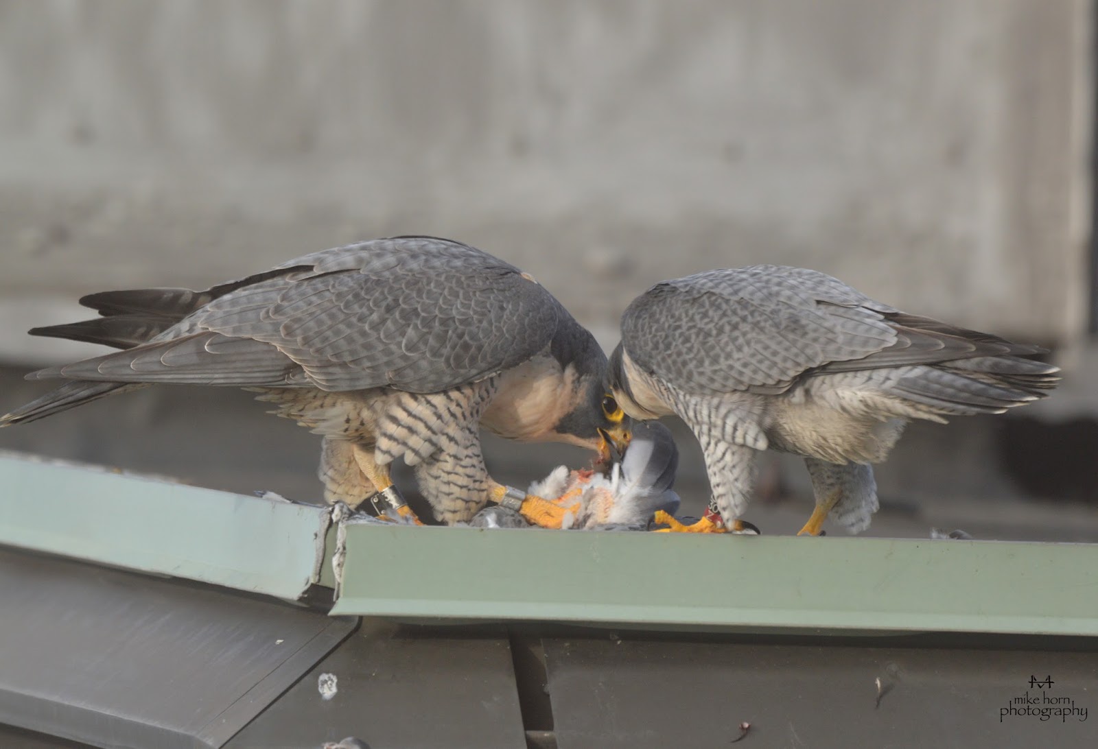 Columbus Peregrine Falcon Update: Musings of Meanderings