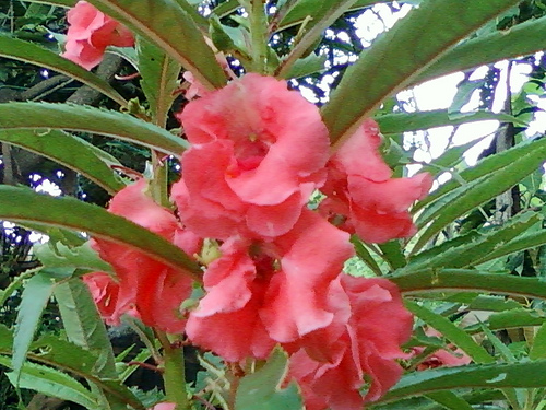 Tanaman Disekitar Kita: Pacar Air(Impatient balsamina L.)