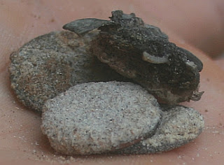 The Treasure Beaches Report Direct From Florida's Treasure Coast.: 8/12 ...