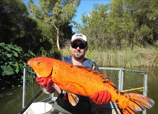 Here’s What Happens When You Release A Goldfish Into The Wild - The ...