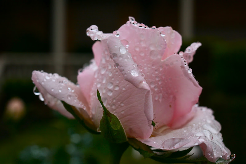 Earth Walker family: Raindrops on roses.