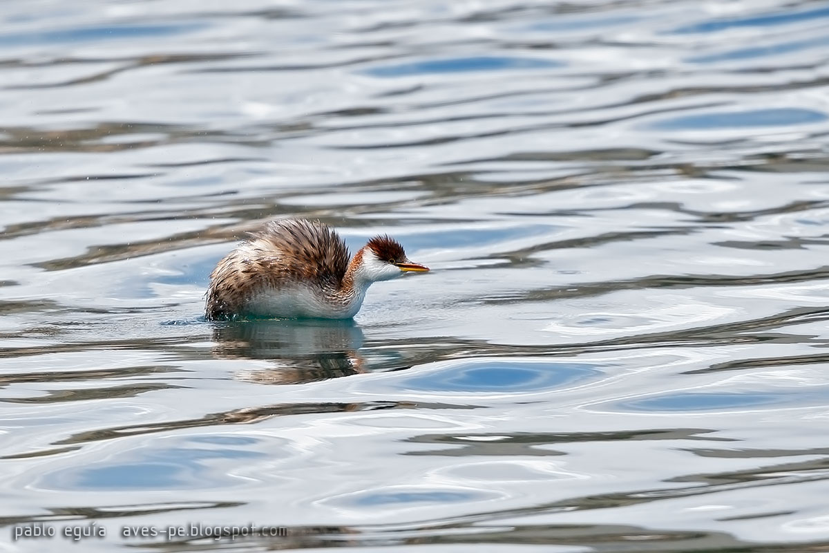 mis fotos de aves: Rollandia microptera Zampullín del Titicaca Titicaca ...